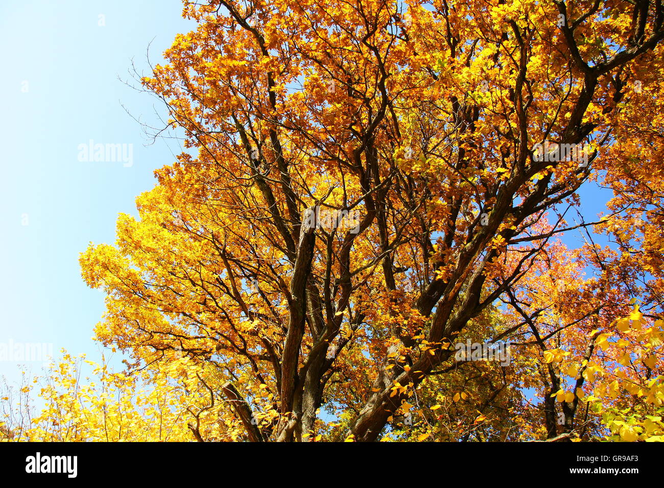 Other trees hi-res stock photography and images - Alamy