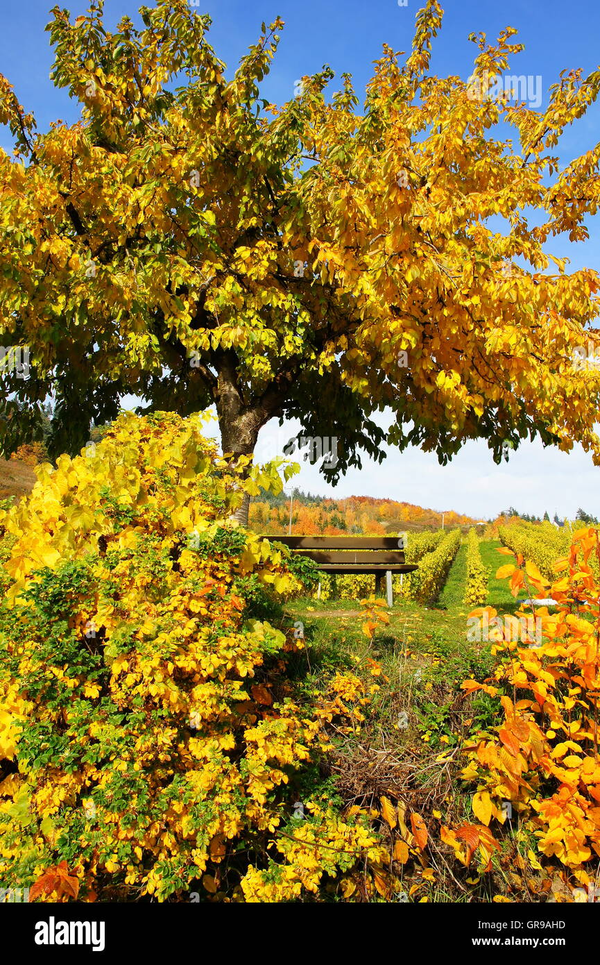 Yellow Cherry Tree, Bench And Colorful Shrubs In The Vineyards Of Kröv ...
