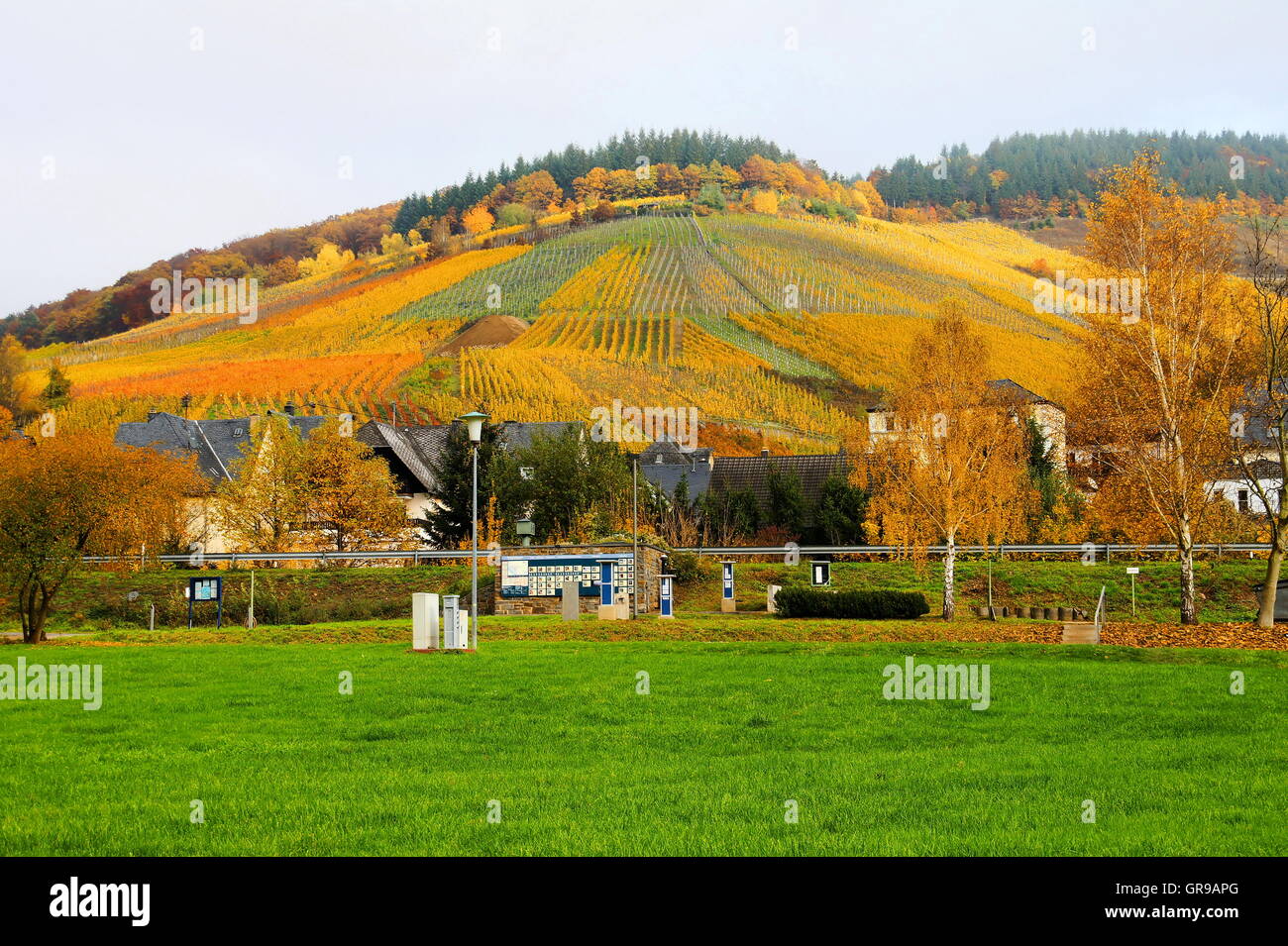 Vineyards Enkirch Edelberg In Autumn With Caravan Park In The ...