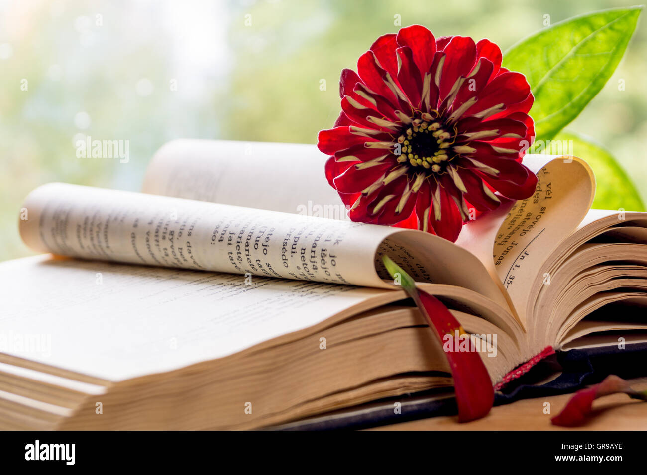 Still life with bible and flower Stock Photo - Alamy