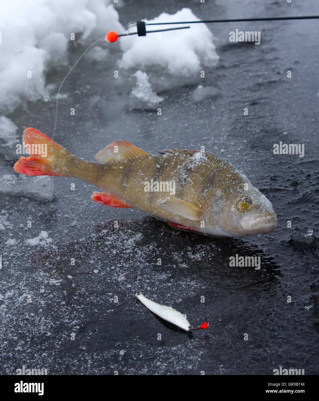Big snow fish hi-res stock photography and images - Alamy