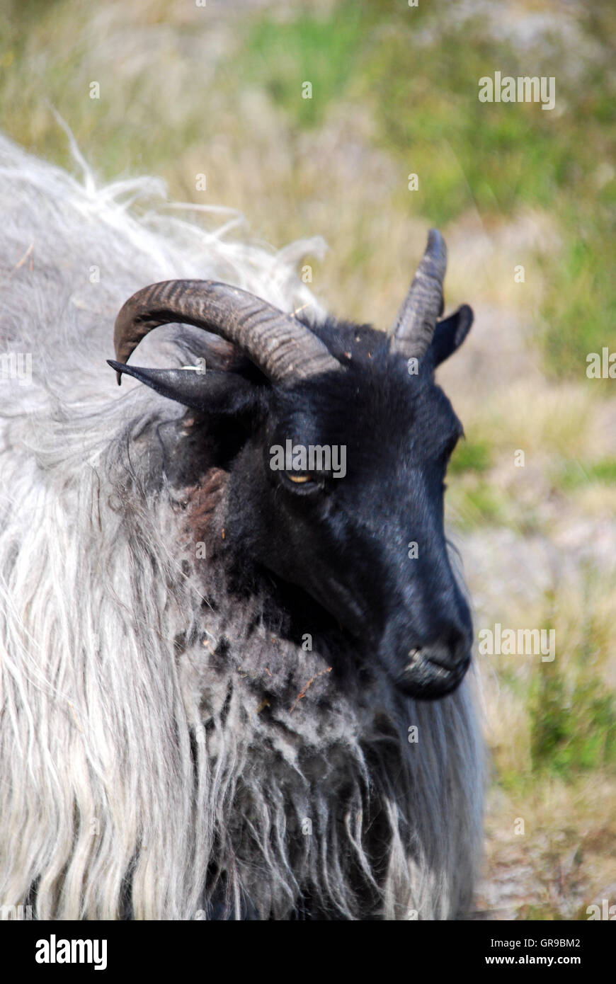 German sheep herder hi-res stock photography and images - Alamy