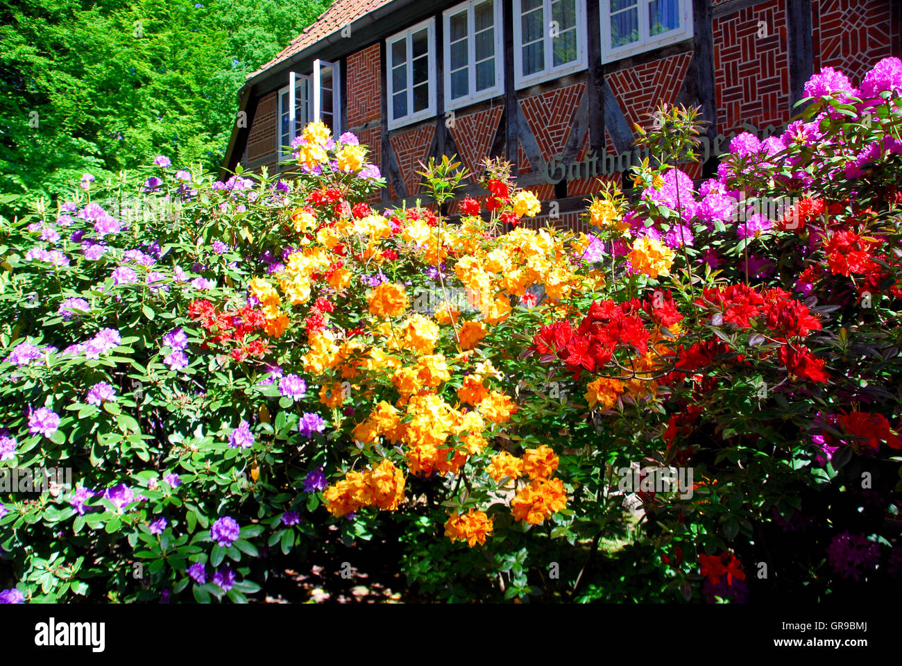 Luneburg Heath Nature Reserve High Resolution Stock Photography and ...