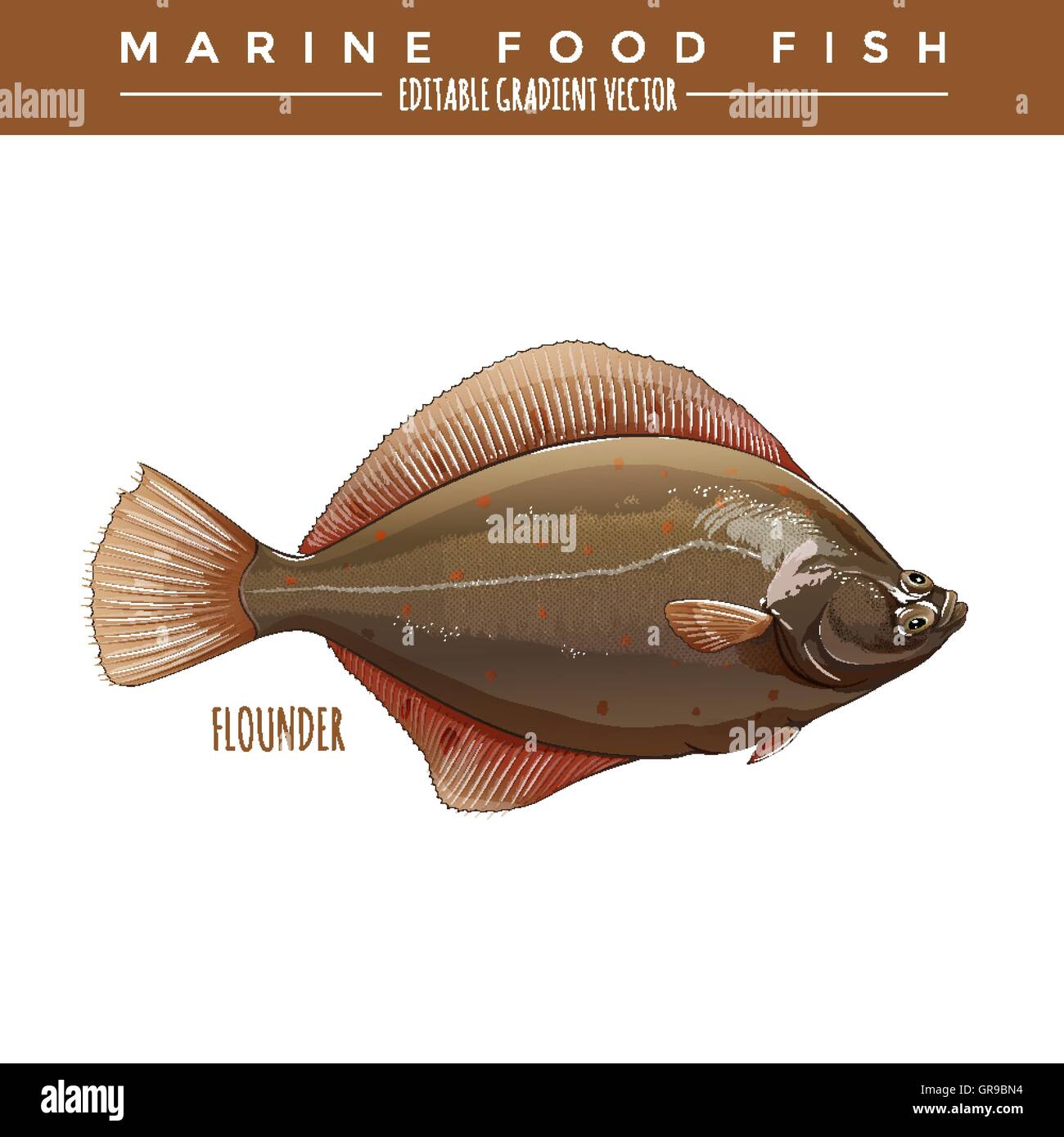 Flounder fish Stock Vector Images - Alamy