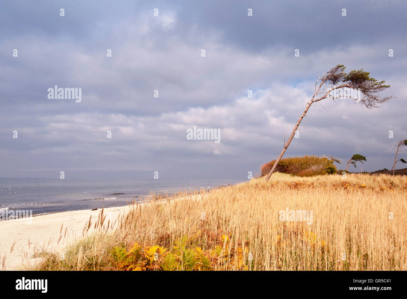 Baltic Sea Coast Of Darss In Germany Stock Photo - Alamy