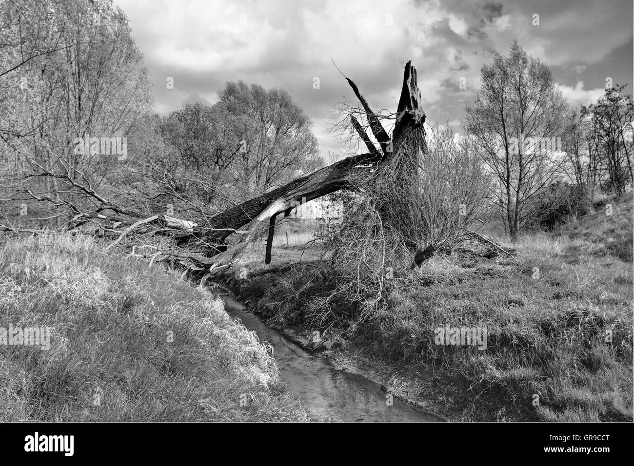Kinked tree hi-res stock photography and images - Alamy