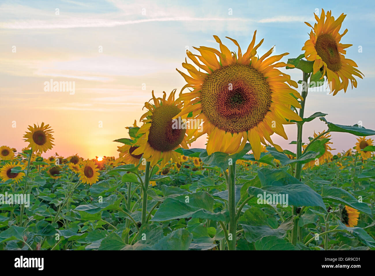 Sunflowers In The Sunset Stock Photo - Alamy