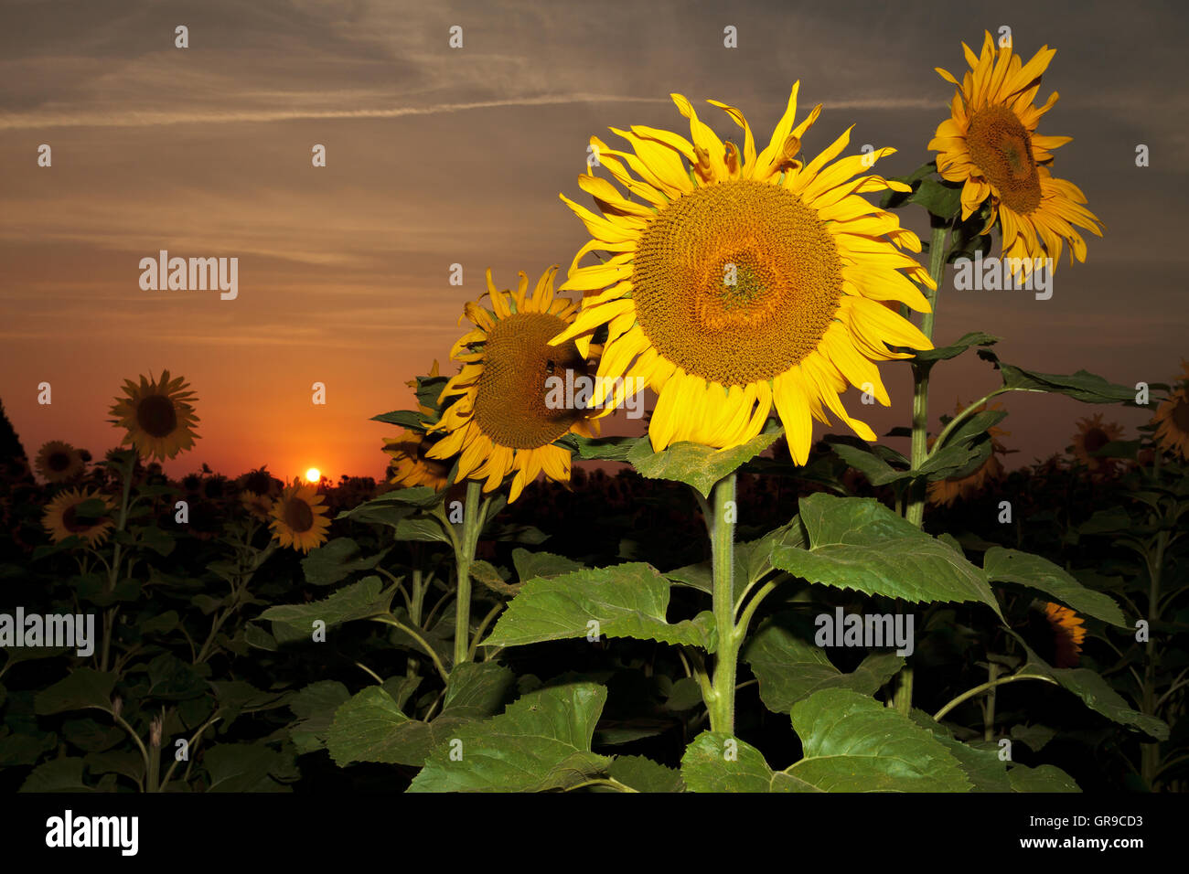Sunflowers In Sunset Stock Photo - Alamy