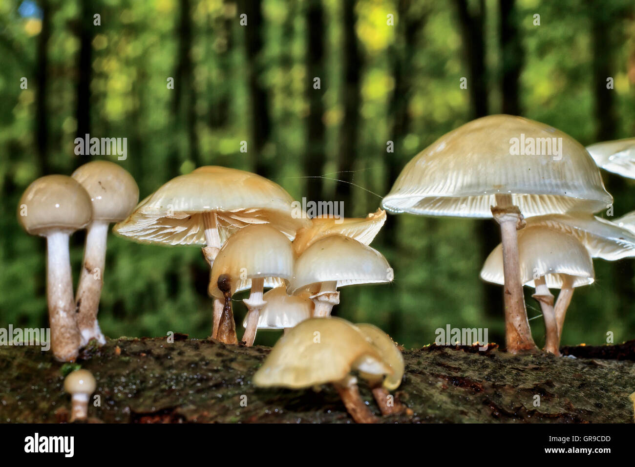 Mushrooms In Autumn Stock Photo - Alamy