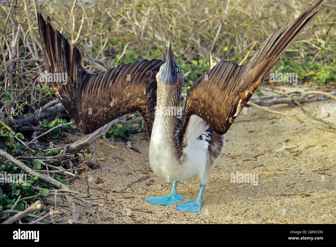Bluefooted Boobie At Mating Season Dance Stock Photo - Alamy