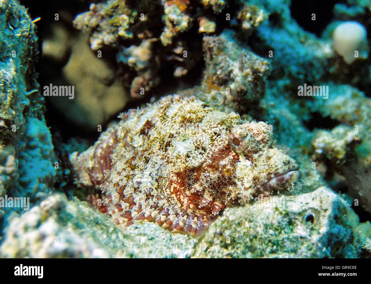 Skorpion fish hi-res stock photography and images - Alamy