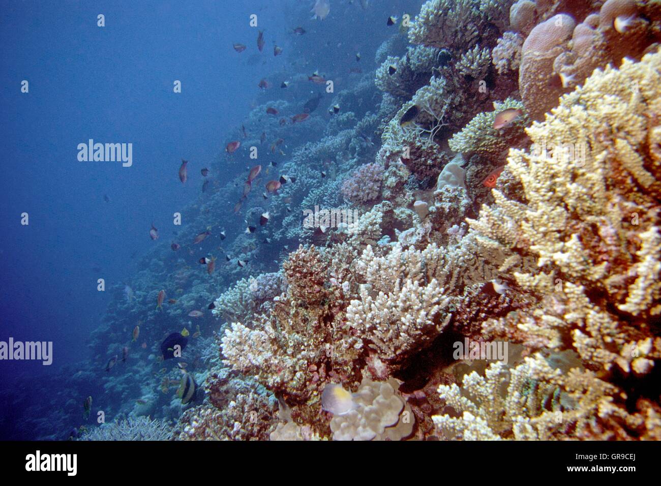 Red Sea Coral Reef, Egypt Stock Photo - Alamy