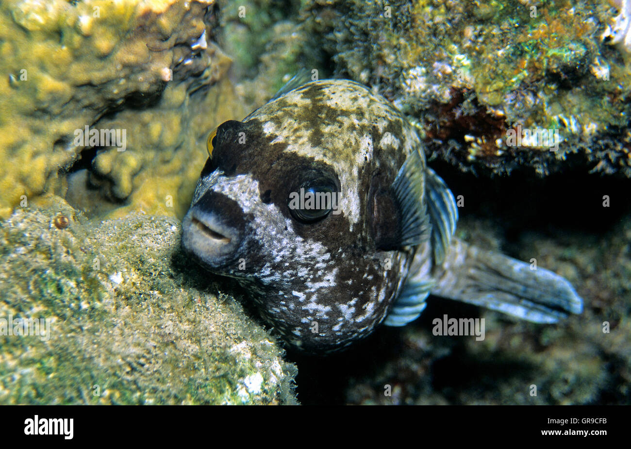 Balloon creatures hi-res stock photography and images - Alamy