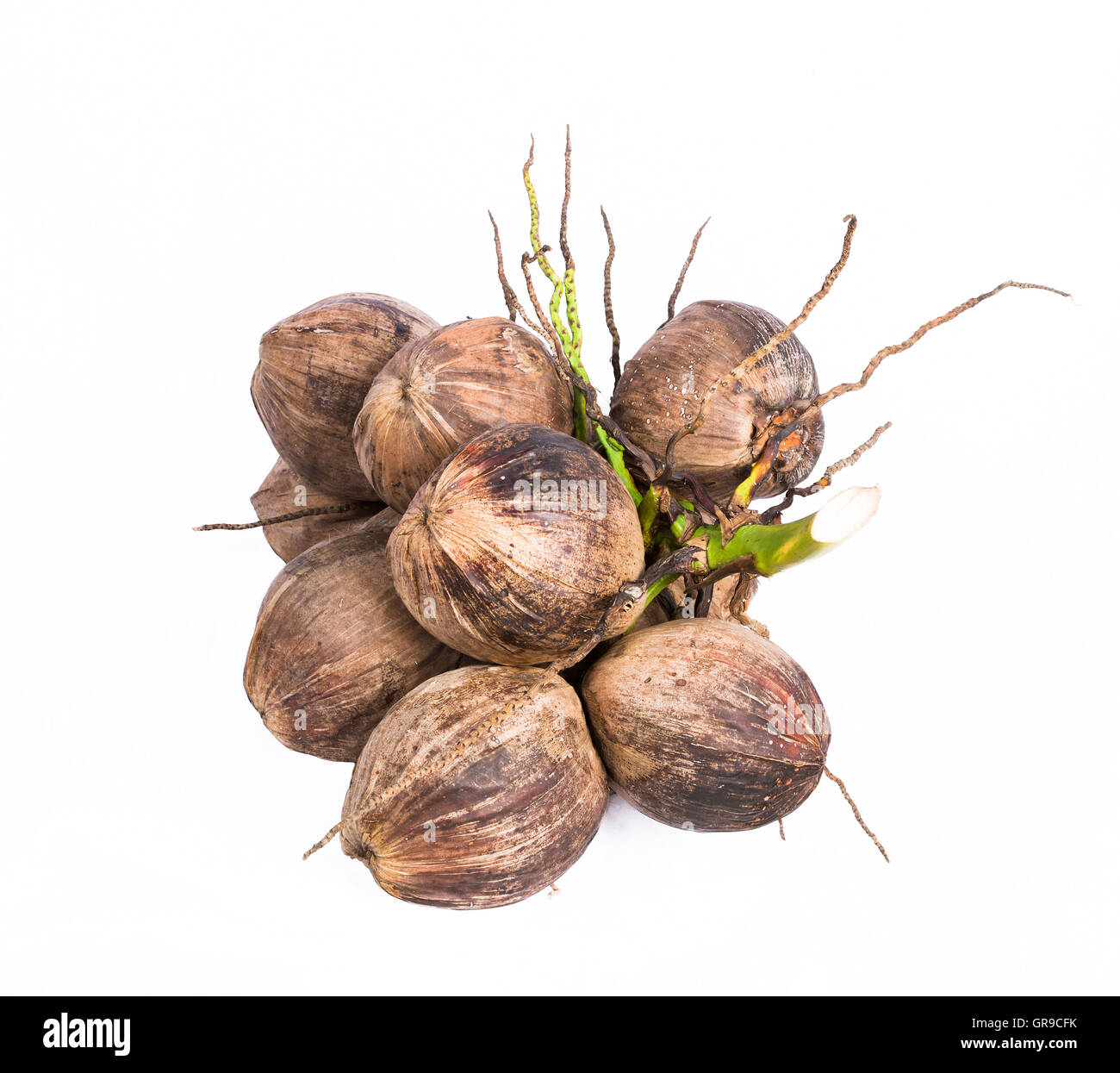 Bunch of Coconuts isolated on white background Stock Photo - Alamy