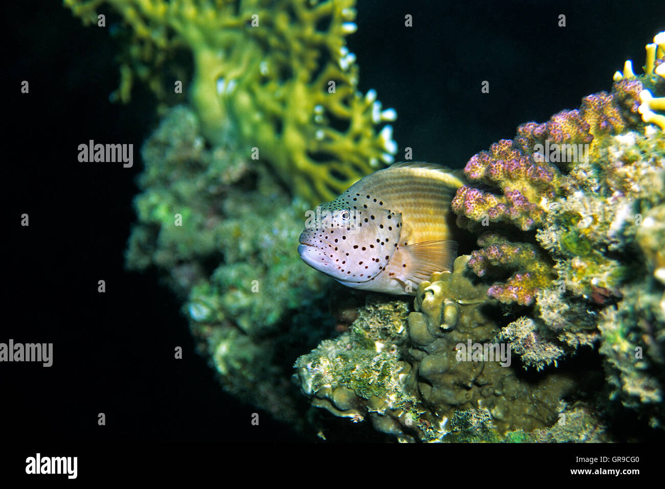 Striped hawkfish hi-res stock photography and images - Alamy