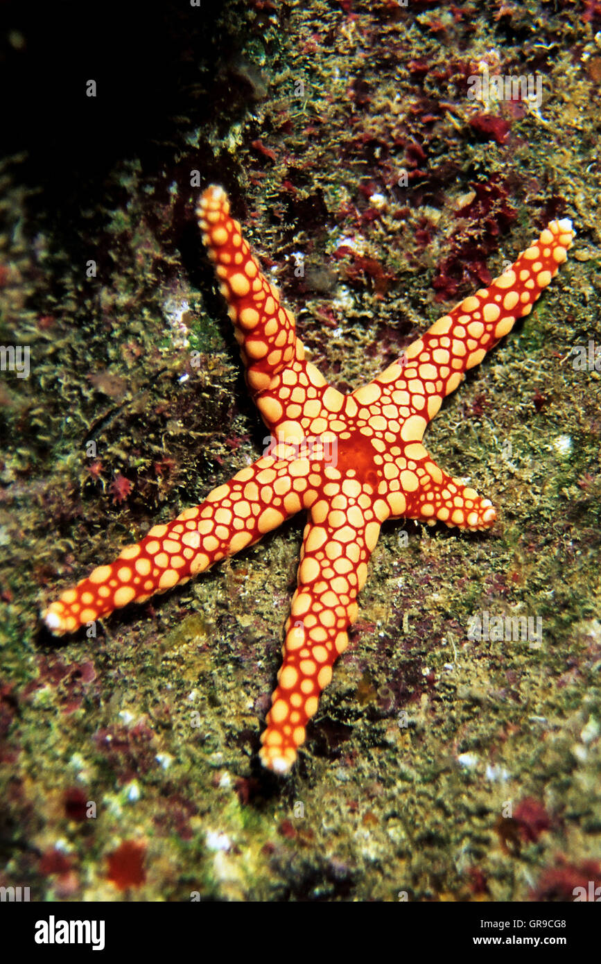 Diving red sea pearl hi-res stock photography and images - Alamy