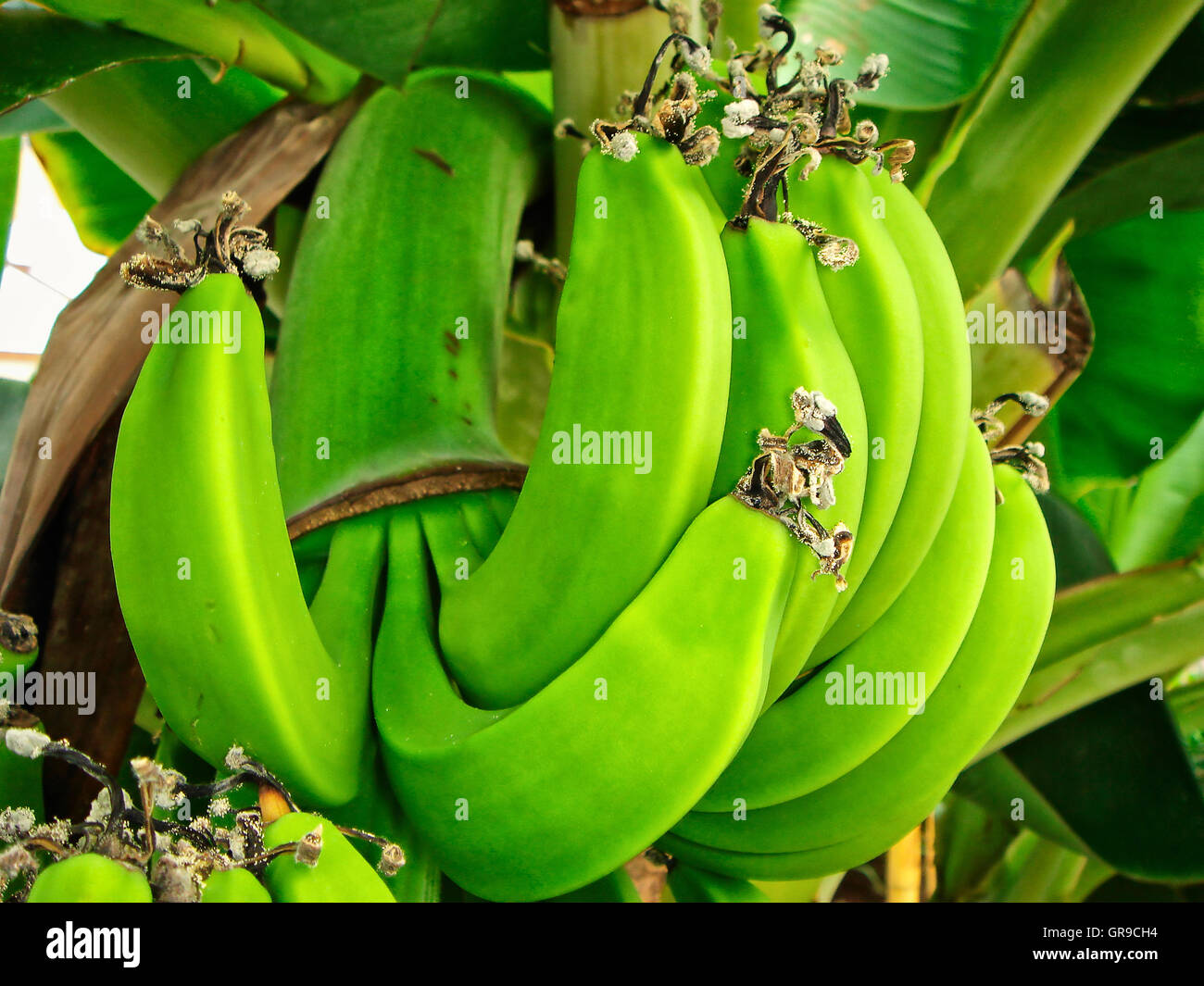 Immature banana fruits hi-res stock photography and images - Alamy