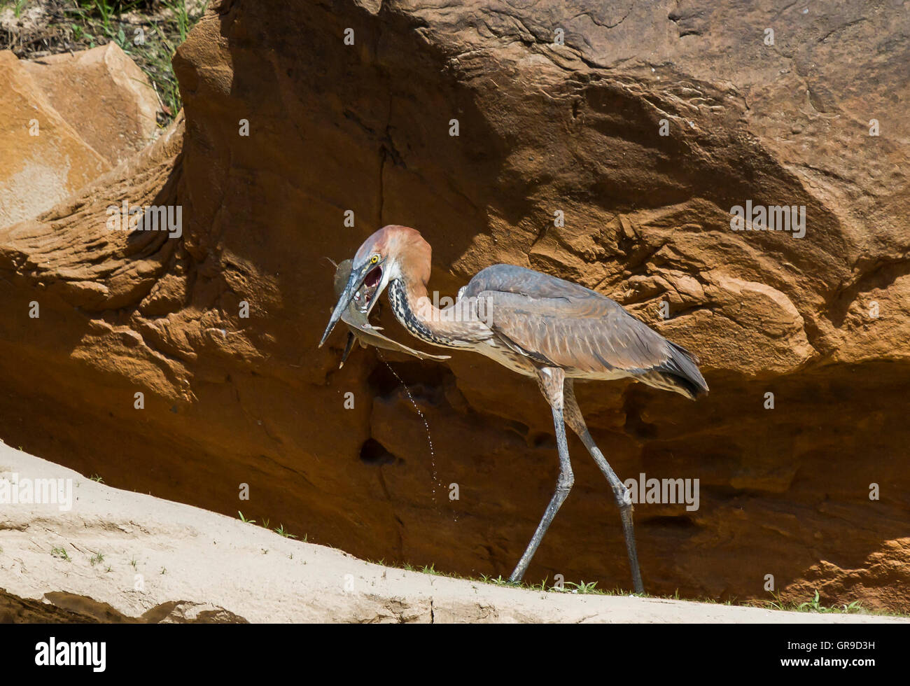 Goliath heron catching catfish Stock Photo - Alamy