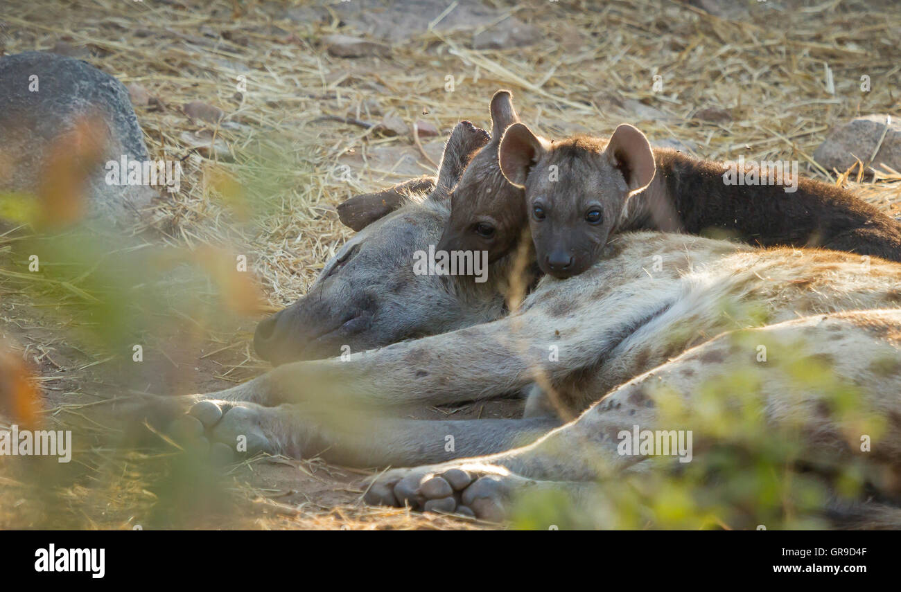 Mother hyena hi-res stock photography and images - Alamy