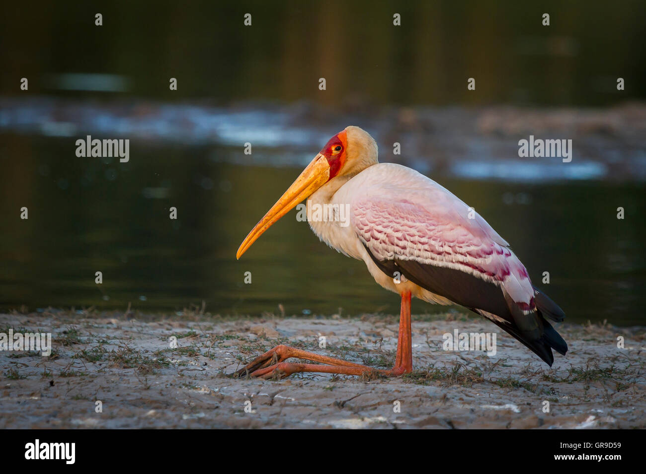 Big billed bird hi-res stock photography and images - Alamy