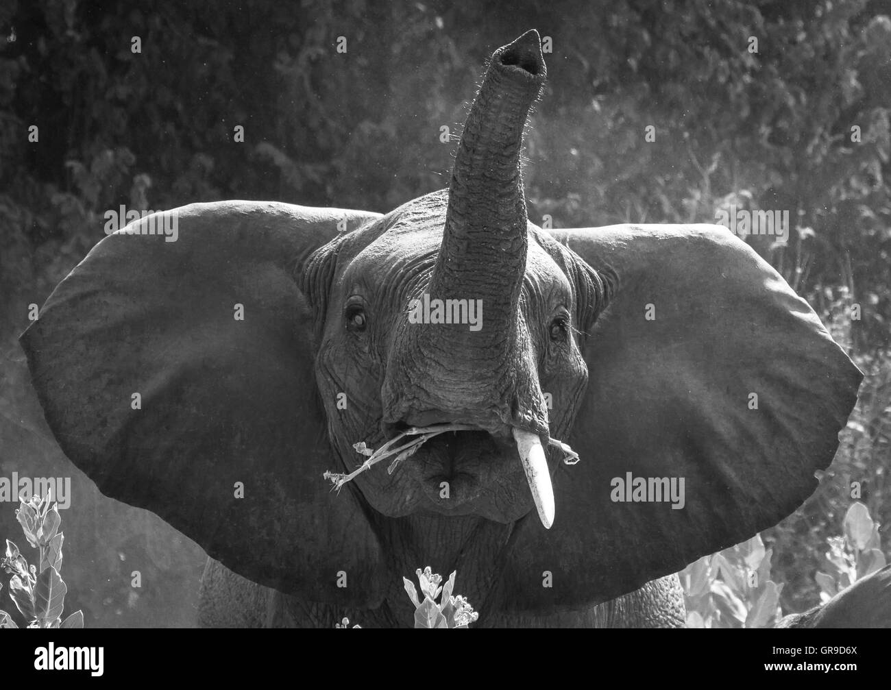 Male and female elephants Black and White Stock Photos & Images - Alamy