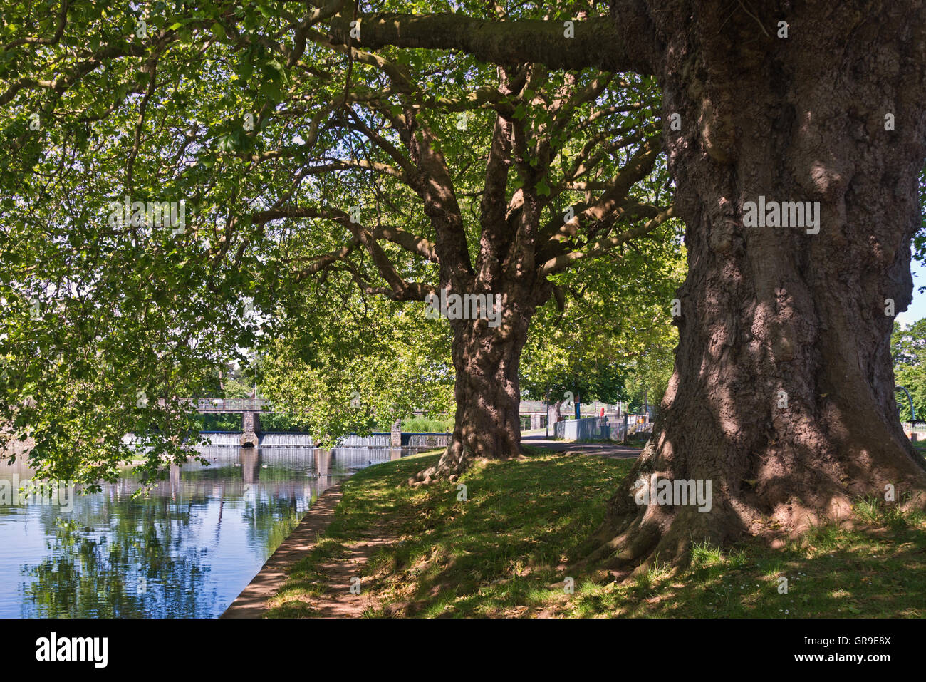 Looking through the trees along the River Tone towards the weir at ...