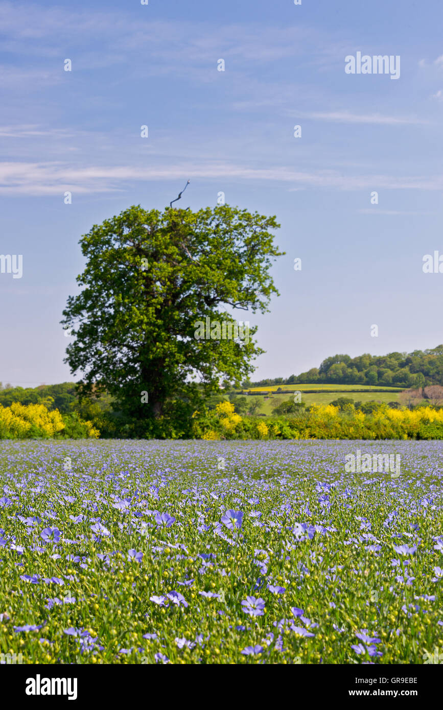 A field of blue linseed plants with rapeseed growing in the hedgerow ...