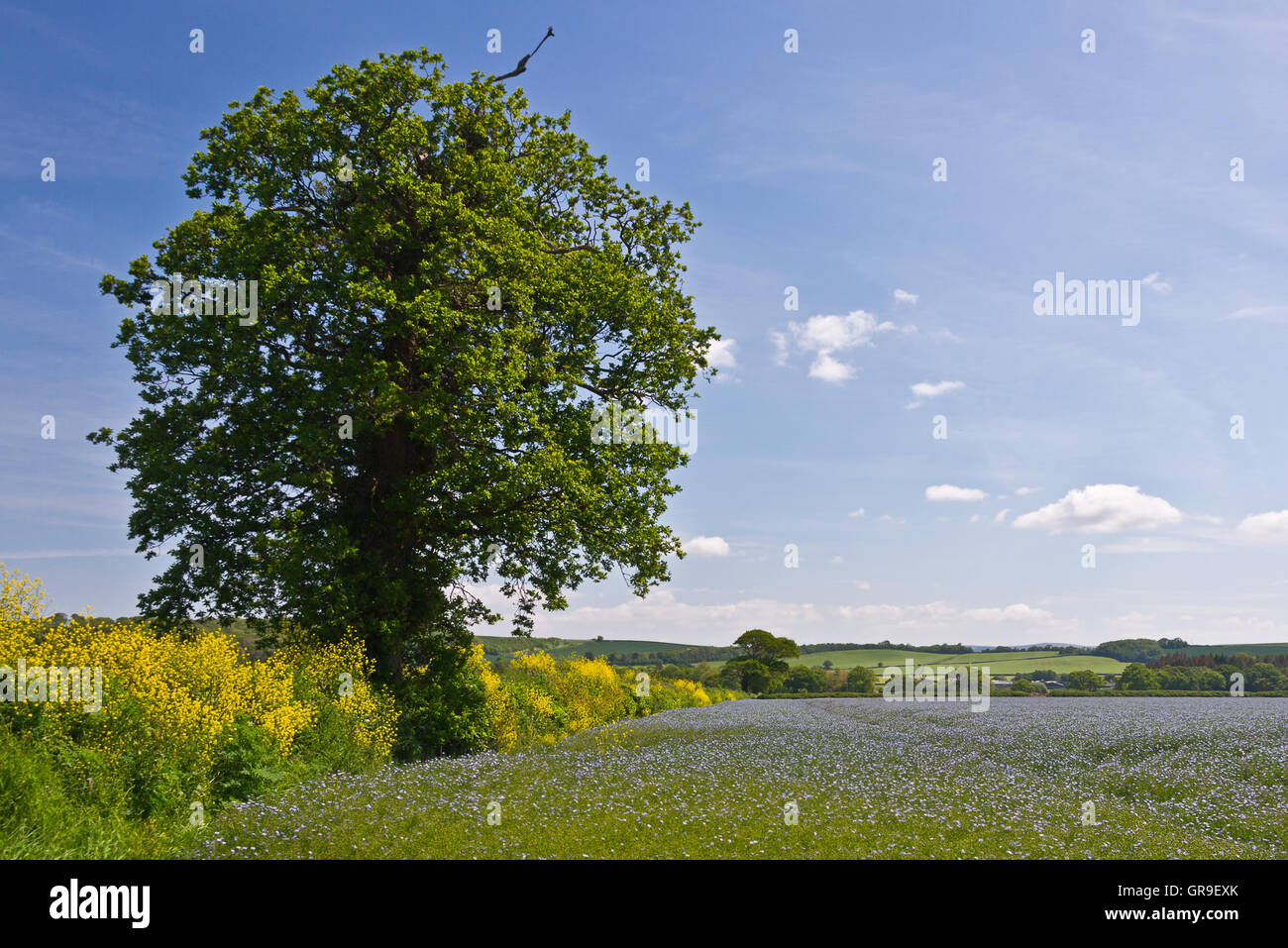 A field of blue linseed plants with rapeseed growing in the hedgerow ...