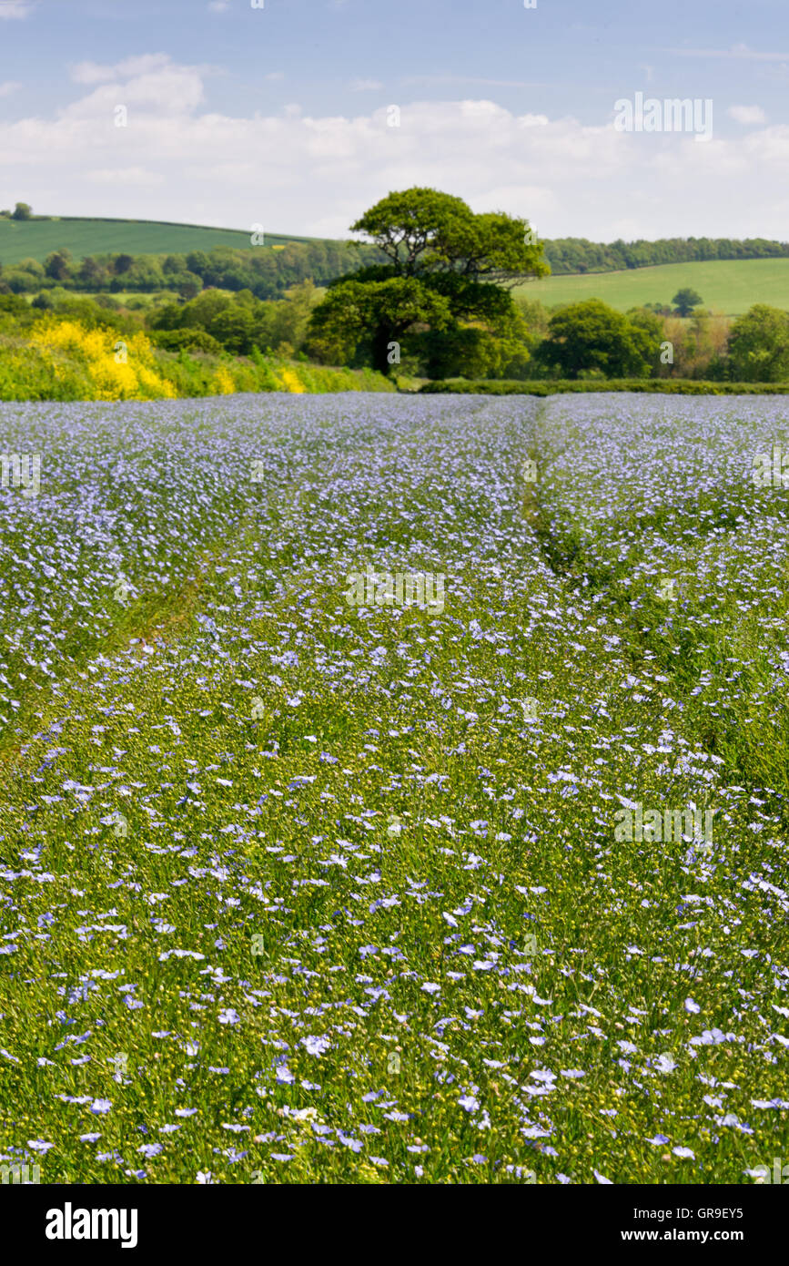 A field of blue linseed plants with rapeseed growing in the hedgerow ...