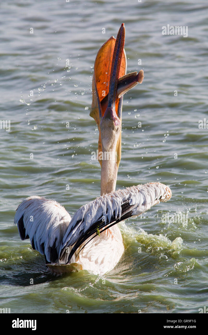 Pelican eating hi-res stock photography and images - Alamy
