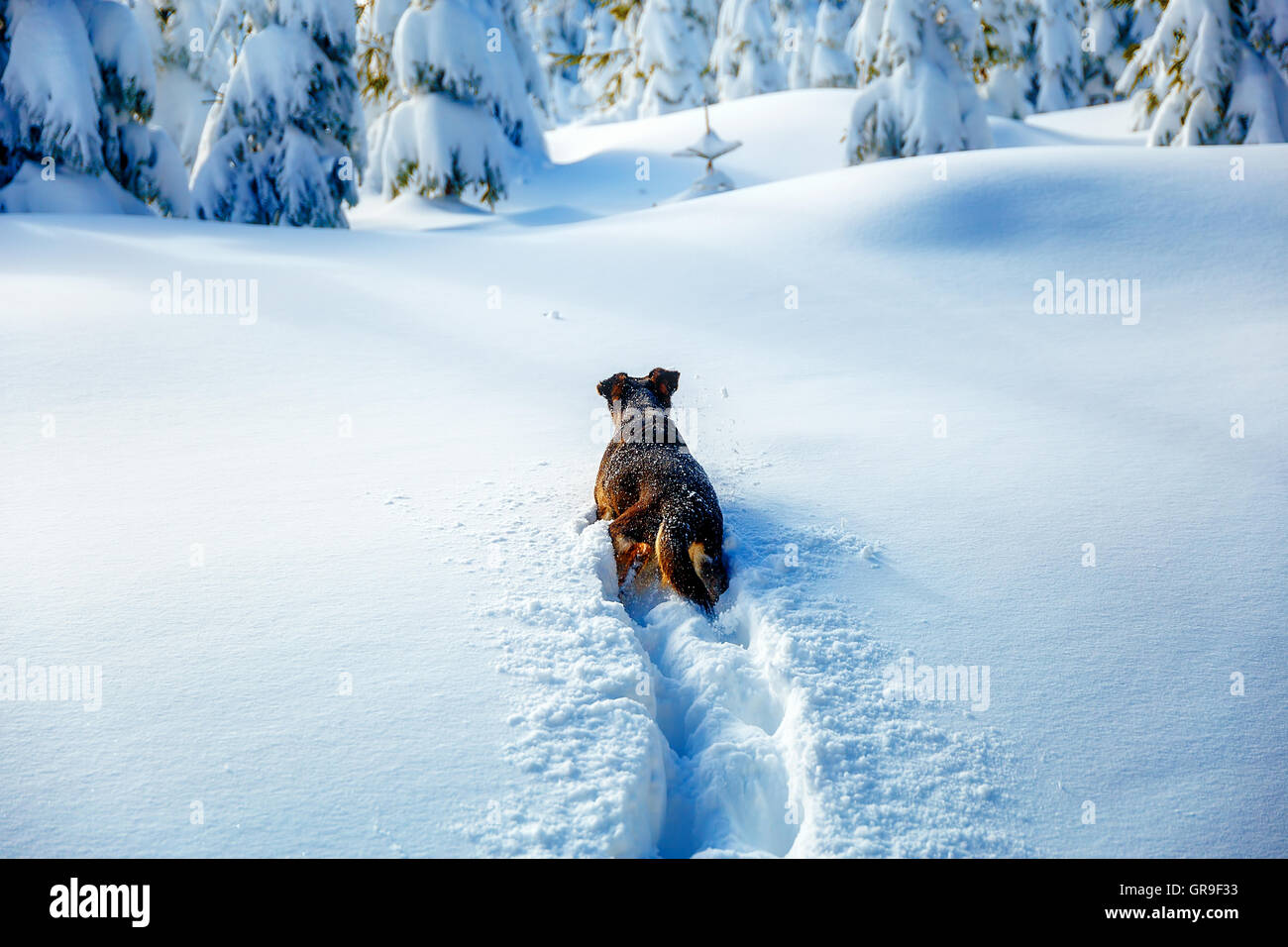 Dog in mountain winter landscape and snow covered trees Stock Photo - Alamy