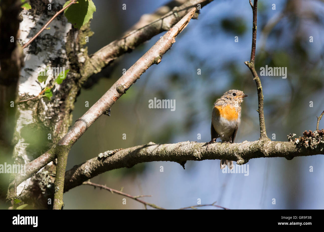 Erithacus rubecula, Bird, Wildlife Stock Photo - Alamy