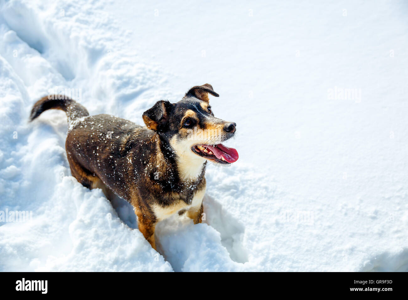 Dog in mountain winter landscape. Profile portrait Stock Photo - Alamy