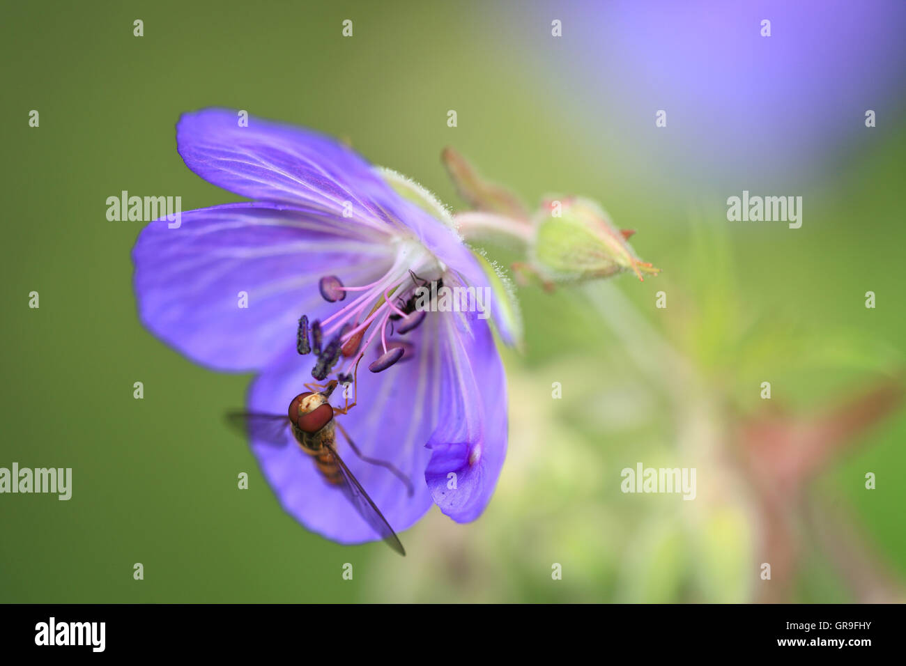 Insect visit hi-res stock photography and images - Alamy