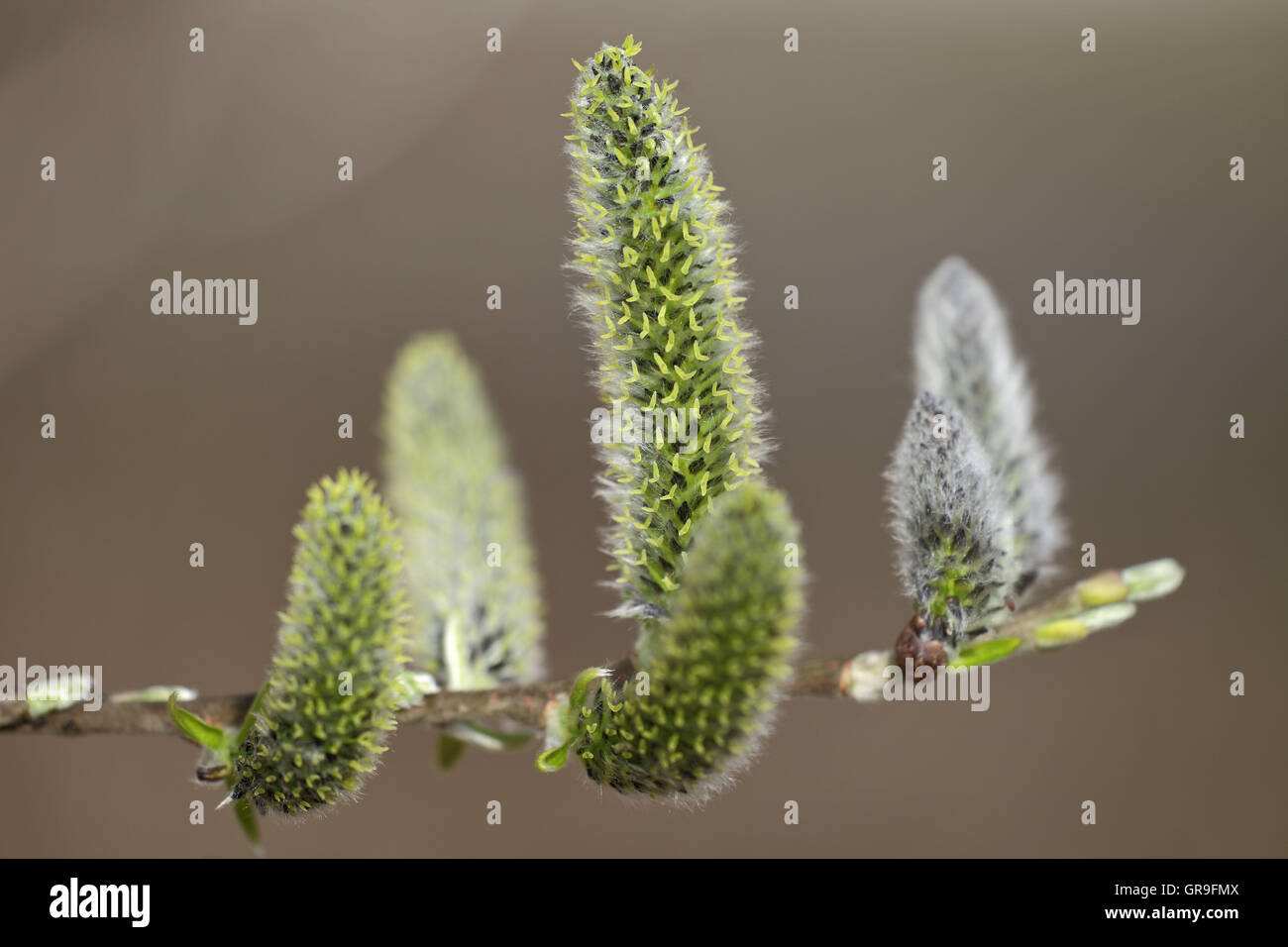 Willow catkin hi-res stock photography and images - Alamy