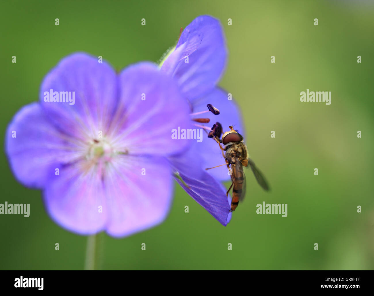 Pollination by animals hi-res stock photography and images - Alamy