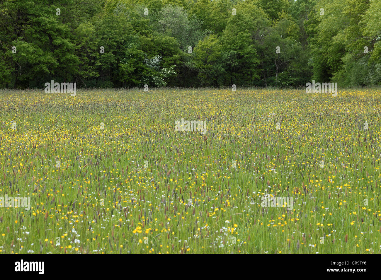 Crowflower hi-res stock photography and images - Alamy
