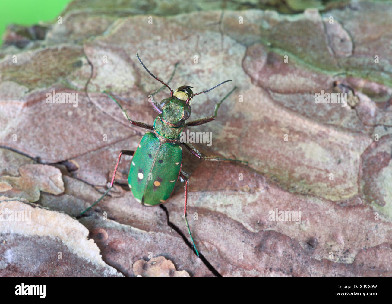 Green Tiger Beetle Stock Photo - Alamy