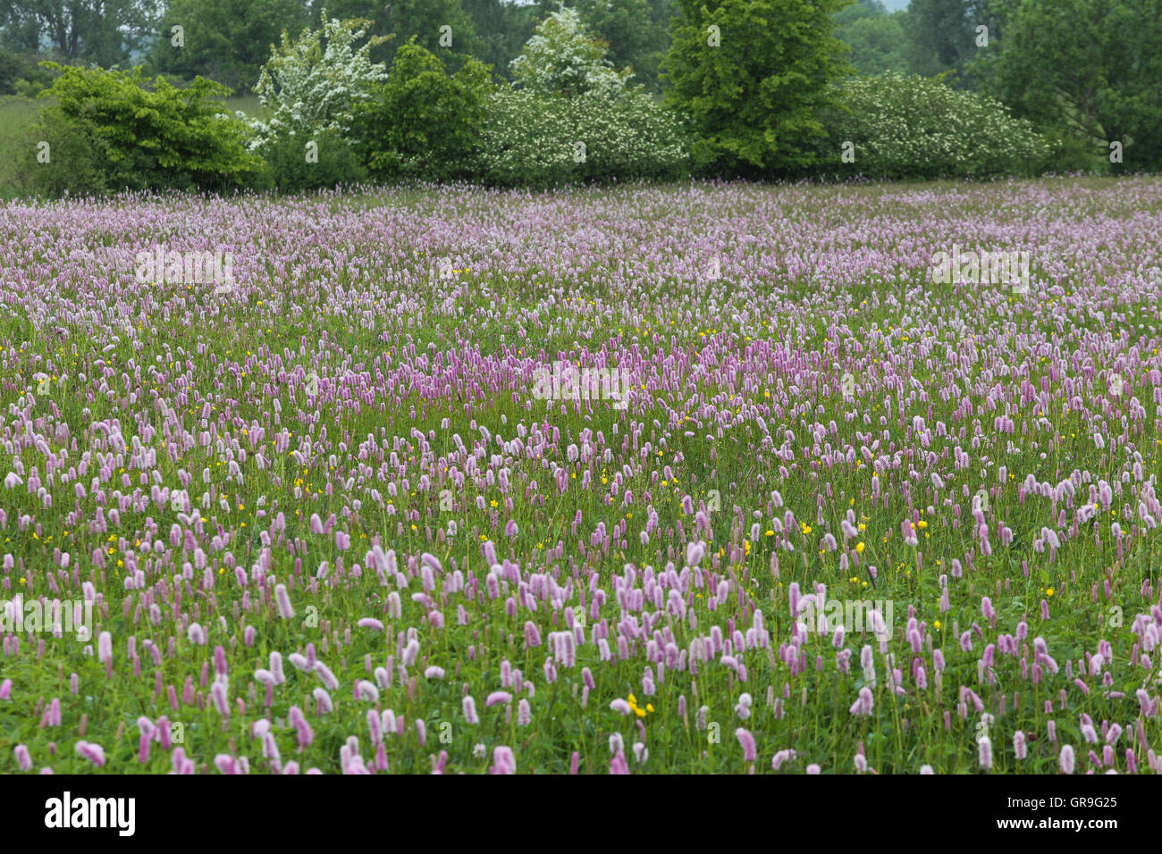 Wet meadow hi-res stock photography and images - Alamy