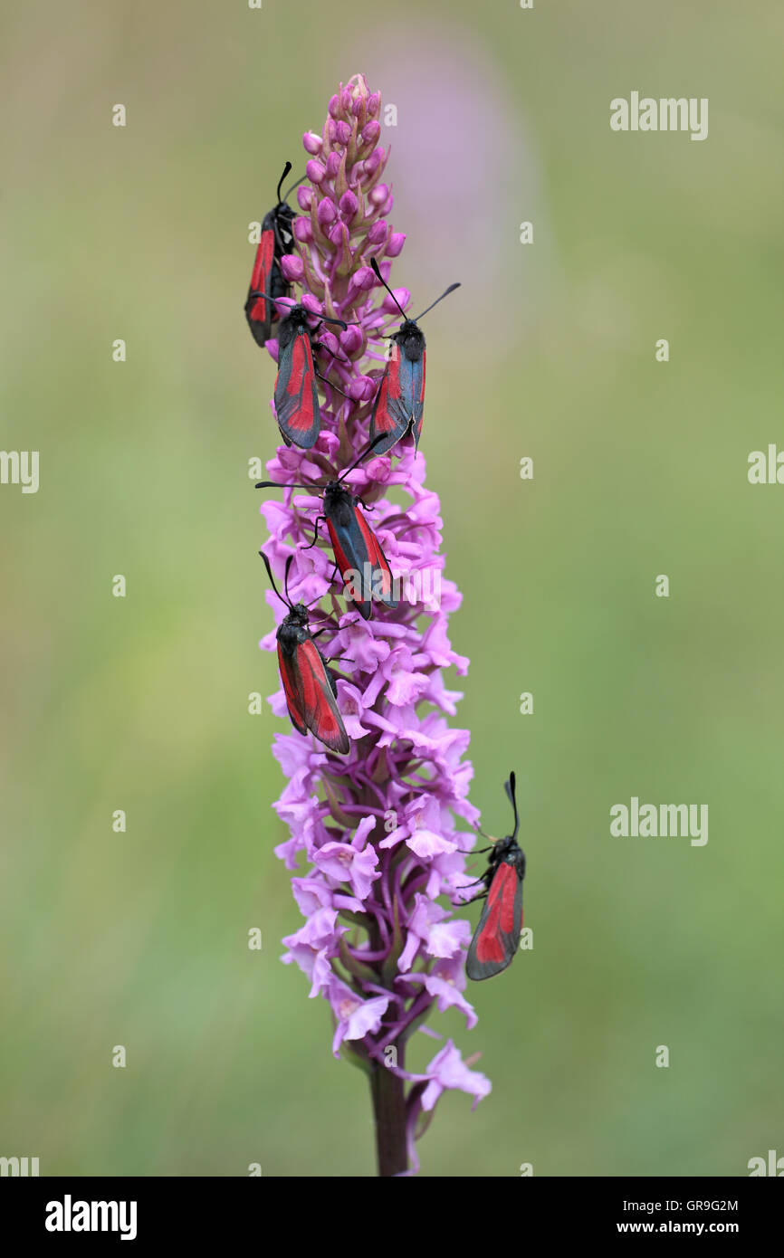 Transparent burnet moths hi-res stock photography and images - Alamy
