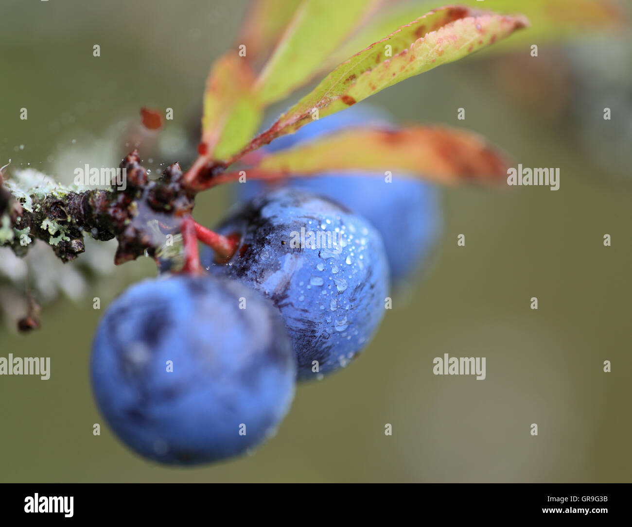 Sloes hi-res stock photography and images - Alamy