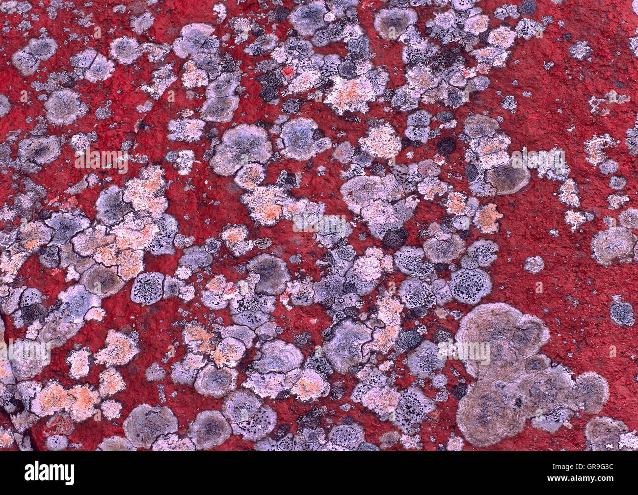 Mosaic of lichen hi-res stock photography and images - Alamy