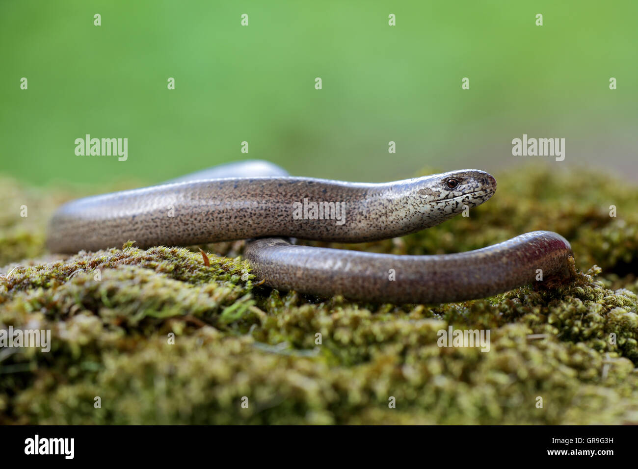Blindworm hi-res stock photography and images - Alamy