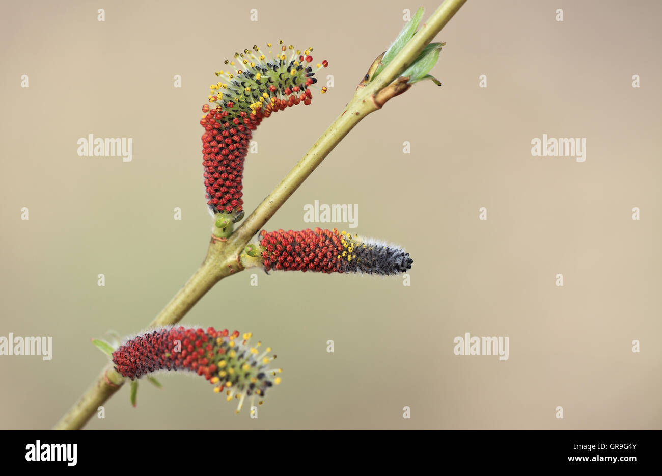 Osier hi-res stock photography and images - Alamy