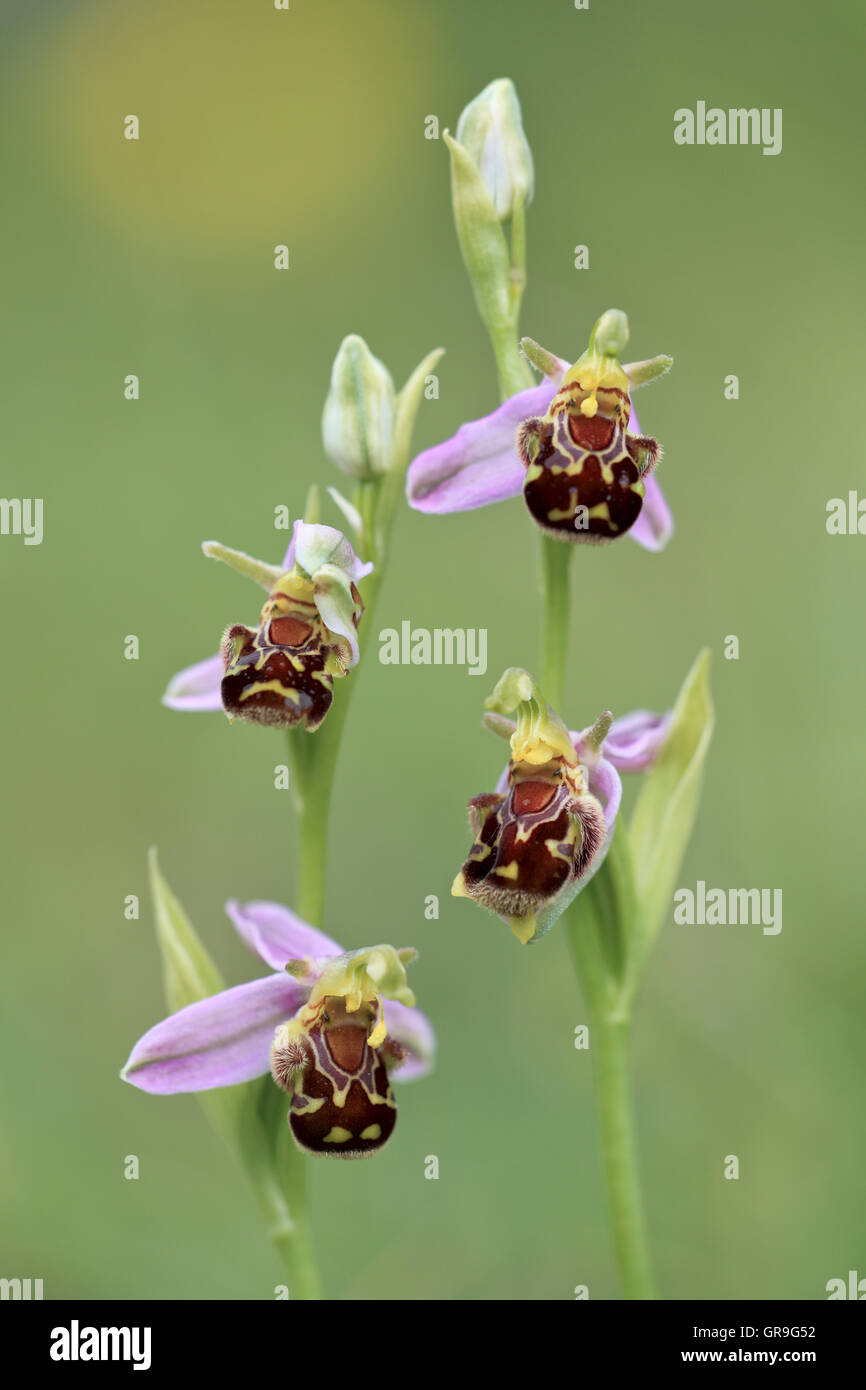 Orchid bee pollination hi-res stock photography and images - Alamy