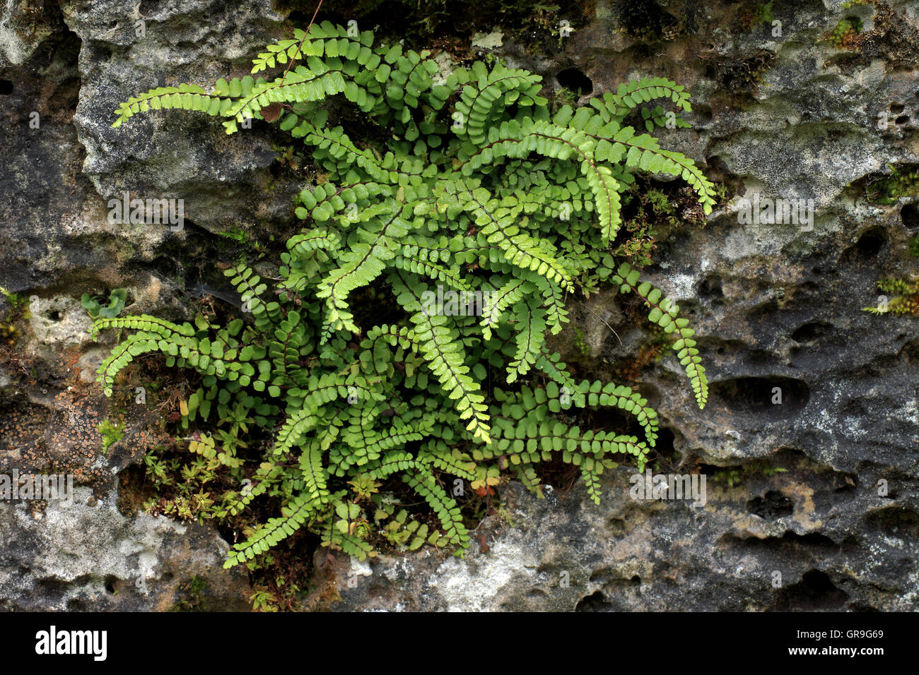 Common maidenhair hi-res stock photography and images - Alamy
