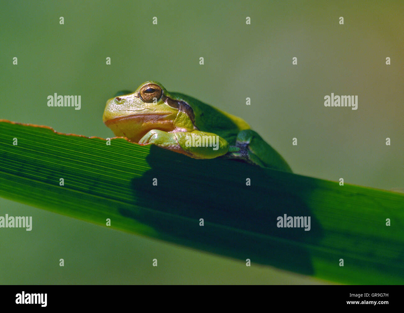 Common Tree Frog Stock Photo - Alamy