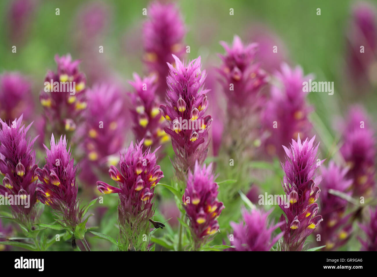 Cow wheat hi-res stock photography and images - Alamy