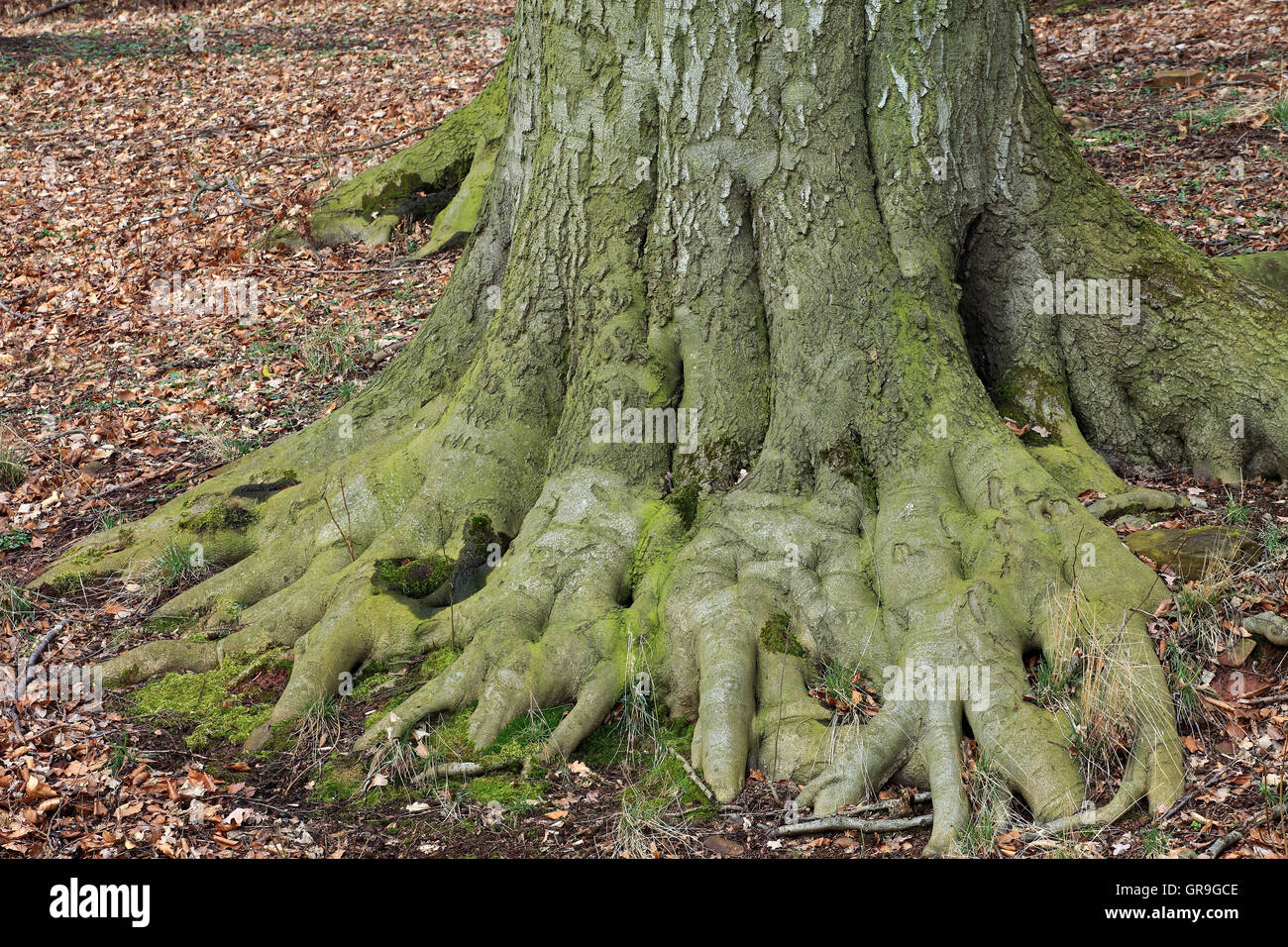 Deep rooted tree hi-res stock photography and images - Alamy