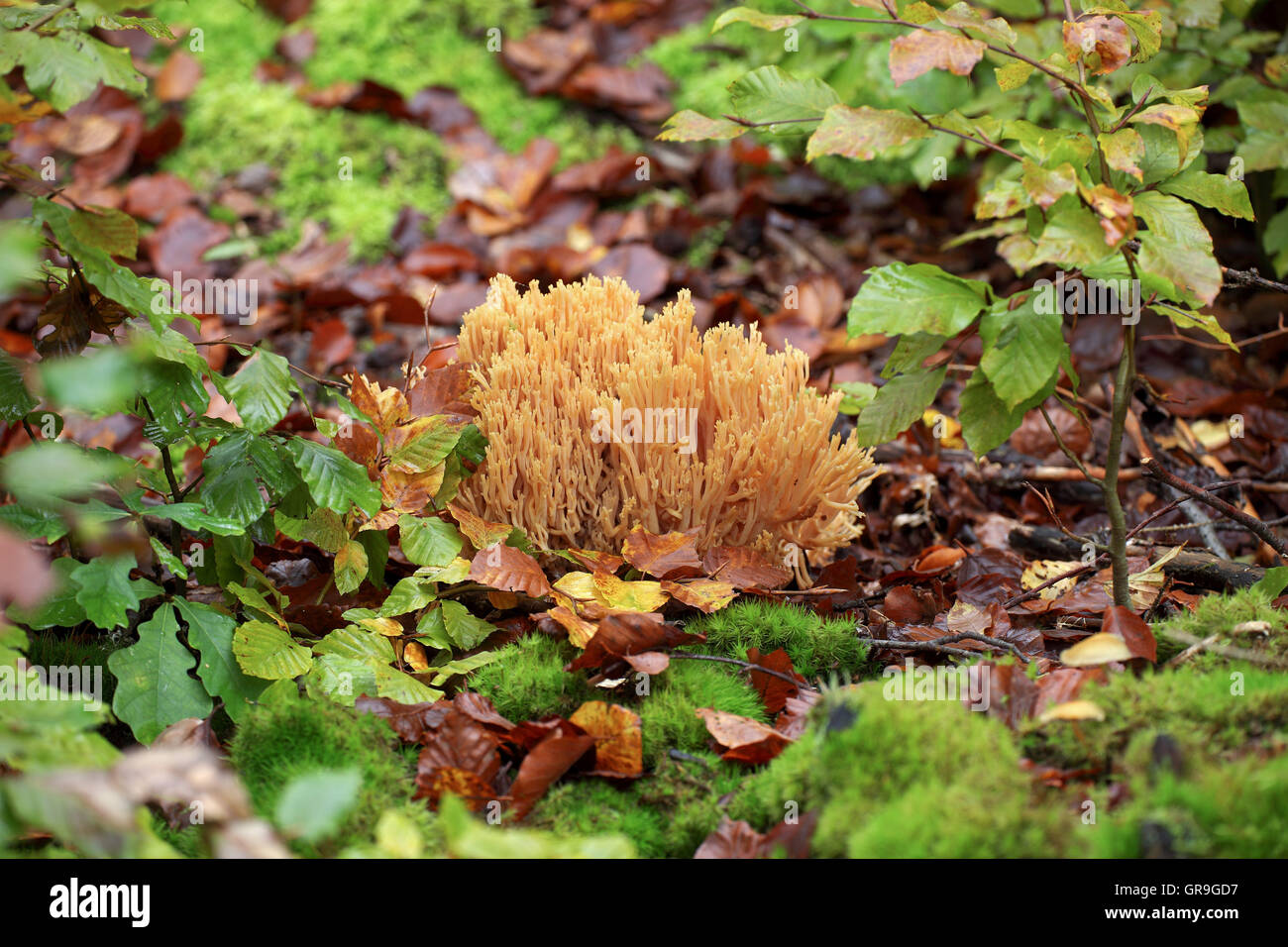 Goat S Beart Mushroom Stock Photo - Alamy